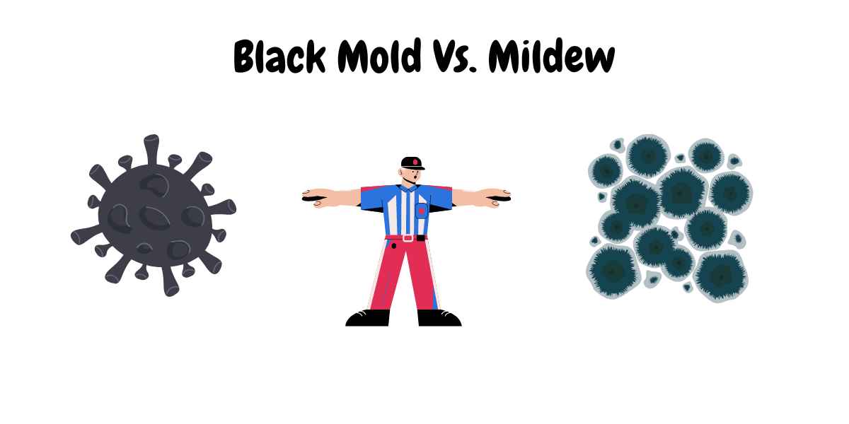 Banish Mold And Mildew For Good Discover The Key Differences Between Black Mold And Mildew